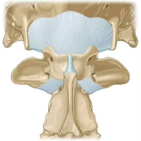 ¿cómo Es La Articulación Atlantooccipital Homo Medicus