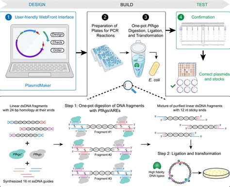 Plasmidmaker Overview Design Build Test Cycle For Construction Of