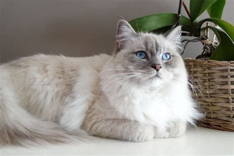 Ragdoll Everything You Need To Know About The Cat Breed Ragdoll