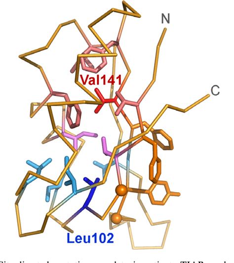 Figure 4 From Structure Of The Central Rna Recognition Motif Of Human