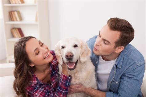 Você sabe como os barulhos afetam a saúde do seu pet SOS Ruído