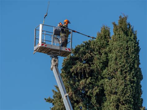 Tree Trimming Pruning Clayton S Tree Service Maryland