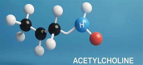 Acetylcholine Biosynthesis Process And Catabolism