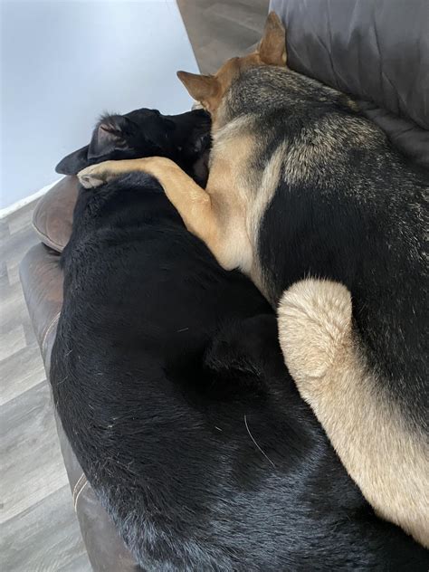 My Two German Shepherds Cuddling Like Theyre In Their Honeymoon Phase