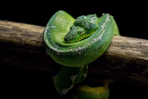 Green Tree Python Coiled Around Tree Branch Morelia Viridis Stock