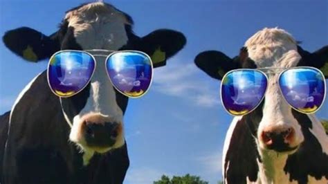 Funny Cow Dance 10 │ Cow Song And Cow Videos 2021 Youtube