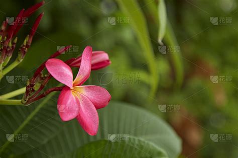 特写美丽的鸡蛋花