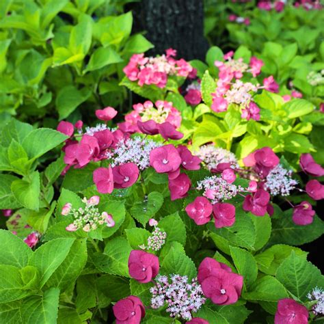 Cherry Explosion Hydrangea For Sale Garden Goods Direct