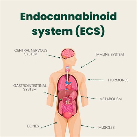 Our Endocannabinoid System Artofit
