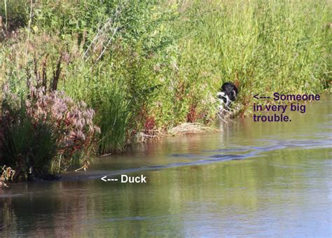 Knotty Pine Ranch Up A Creek Without A Paddle