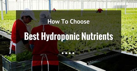 What You Need To Know About The Best Hydroponic Nutrients