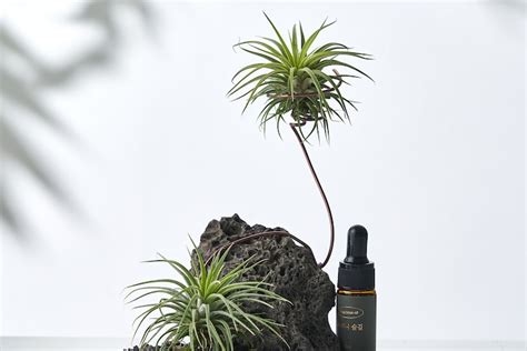 디퓨져 스톤디퓨저 오브제 공기정화 식물 틸란드시아2개화산석프래그런스 오일 오늘의집 쇼핑