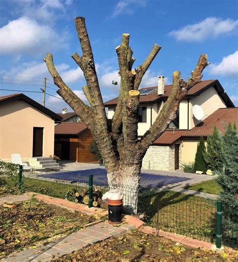 Рязане на дървета Варна — Rezach Bg