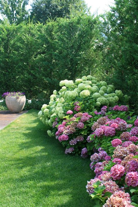 14 Tall Flowering Perennials To Add Height To Your Garden Artofit