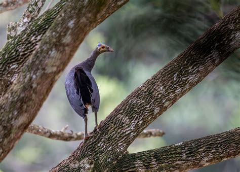 The Maleo Of Sulawesi 10 000 Birds
