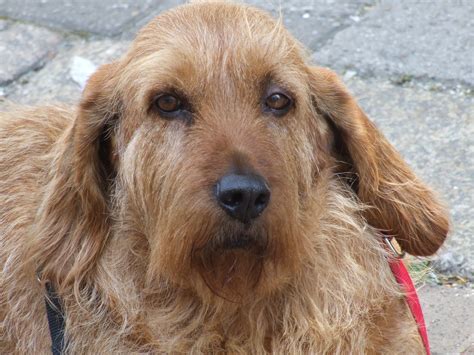 Haarausfall Beim Hund Ursachen Und Behandlung Bei Fellverlust