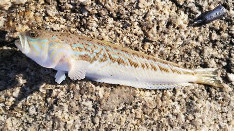 U Grčkoj Snimljena Opasna Riba Nesnosno Boli Ako Je Zgazite Video Svet Direktno