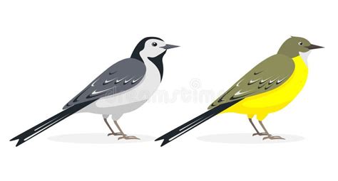 Wagtails Icon Stock Illustrations 2 Wagtails Icon Stock Illustrations Vectors And Clipart