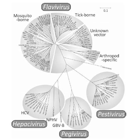 Phylogenetic Tree Of Members Of Flaviviradae Showing Its Primary