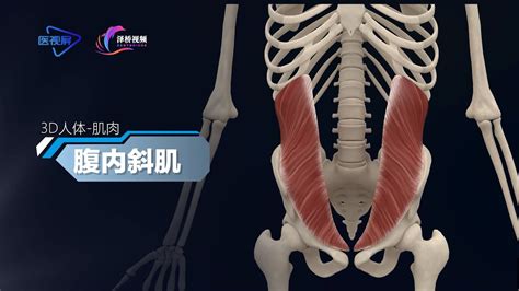 人体的奥秘 腹内斜肌 Youtube