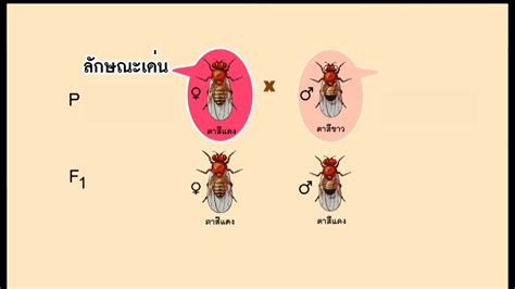 การถ่ายทอดลักษณะพันธุกรรมแบบ Sex Influence Sex Limited และยีนบน