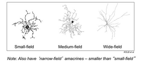 Amacrine Cells Flashcards Quizlet