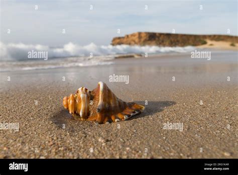 Shell Lying On Omani Beach Stock Photo Alamy