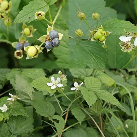 Rubus Caesius