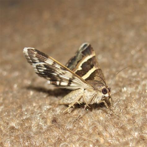 ¿qué Es Una Polilla ¿que Tipos De Polilla Existen Actualmente
