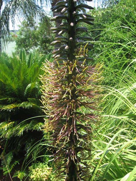 Spiky Thing By Harlequinhybrid On Deviantart