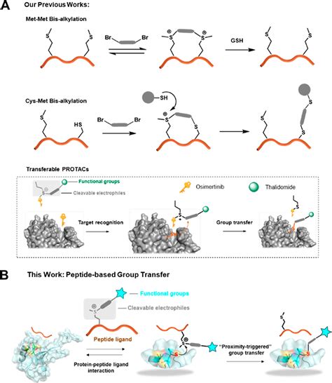 Covalent Modifiers A Peptide Based Ligand Directed Chemistry Enables