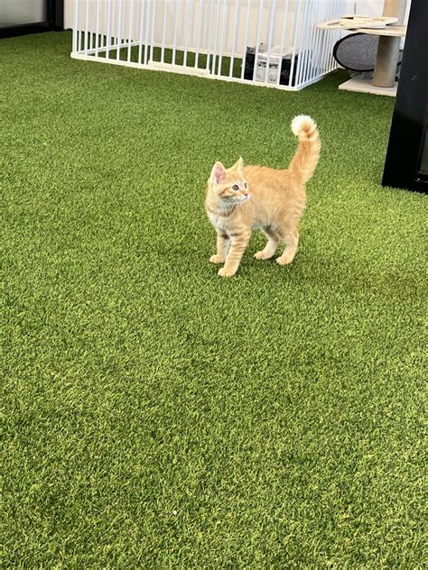 코리안 숏헤어 치즈 고양이 책임분양 아이조아 유기방지입양 파양 강아지보호소 고양이보호소 무료분양센터