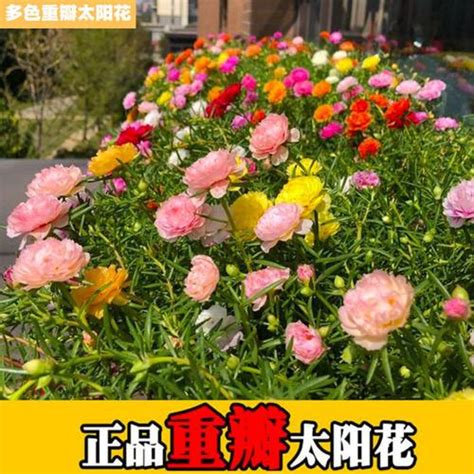 比玫瑰还好看的重瓣太阳花 种一次就可以年年开花爱生活爱生活爱养花 撒在院里就是一片美丽的花海！很适合新手种植，赶快种上一些春天有花看