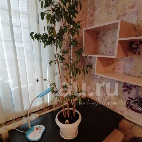 Фикус бенжамина — купить в Красноярске. Горшечные растения и комнатные ...