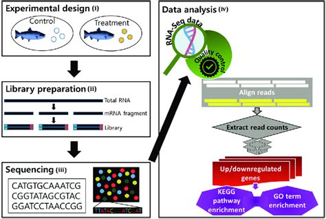 Workflow Of Rna Seq Based Transcriptome Analysis The Four Major Steps