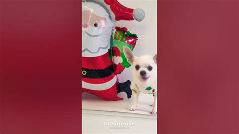 노래 잘 한다고 칭찬 받자 Apt 노래 한곡 더 하겠다는 강아지 Shorts Youtube