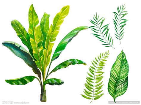 水彩植物素材设计图 广告设计 广告设计 设计图库 昵图网