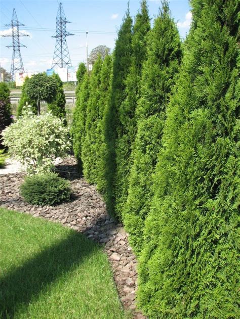 Дерево туя описание дерева виды и сорта с фото посадка и уход как развести тую в открытом