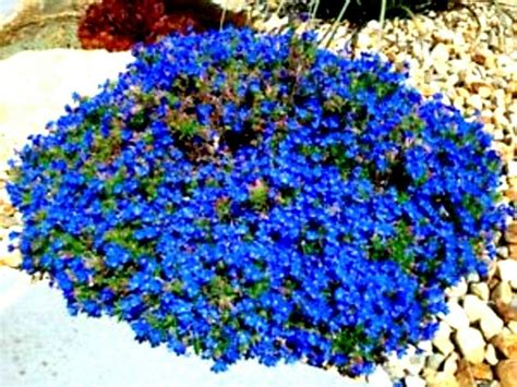 25 Blue Alyssum Seeds