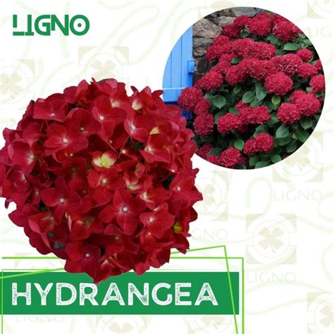 Benih Hydrangea Red Biji Bunga Bokor Hortensia Lazada Indonesia