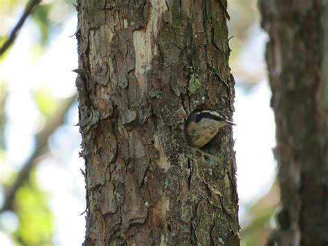 Red Breasted Nuthatch Imgur
