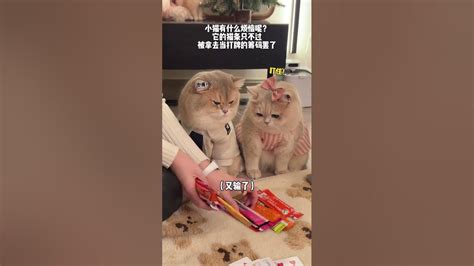 薄荷猫猫甜不甜】对不起小猫 Ee真的尽力了 薄荷猫猫 我和我的猫 仙女猫 猫猫治愈一切 Youtube