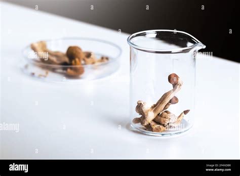 Magic Mushrooms On White Background Psilocybin Compound Laboratory