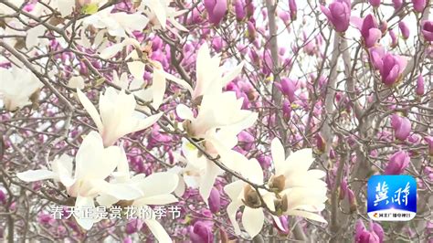 花开燕赵 美丽河北｜春日绽放 石家庄市动物园花卉争艳迎新生旅游游客市民
