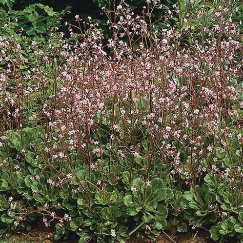 London Pride Saxifraga X Urbium Mygardenlife