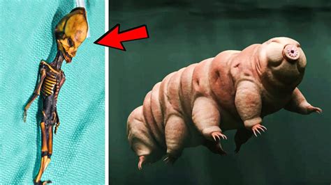 Unbelievable Findings 5 Insanely Strange Things Discovered Youtube