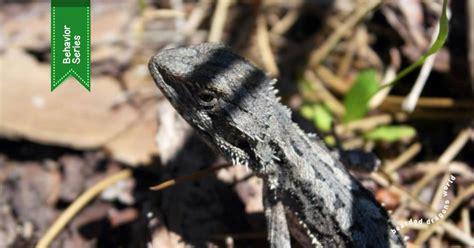 Bearded Dragon Communication Understanding Their Language