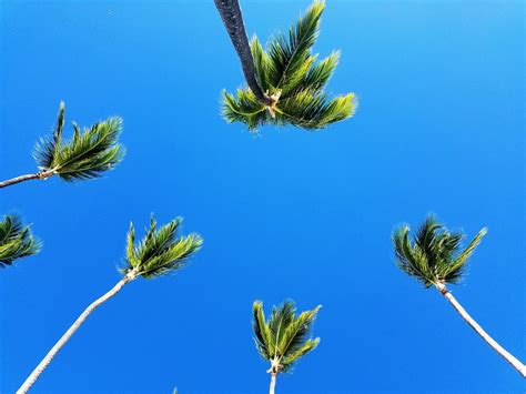 Palm Tree Caribbean Sky Free Photo On Pixabay Pixabay