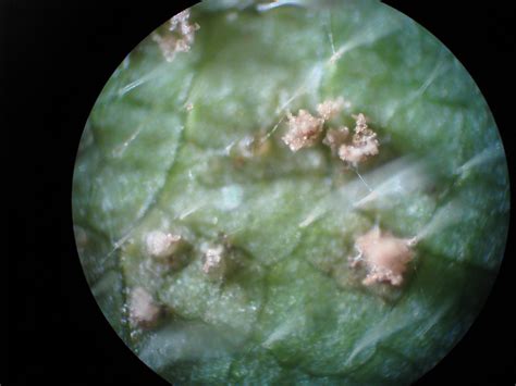 Measures To Control Asian Rust In Soybeans Revista Cultivar