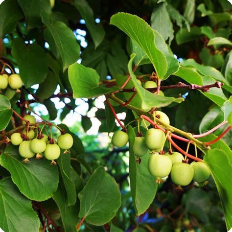 Kiwi Vine Seeds Bower The Incredible Seed Company Ltd